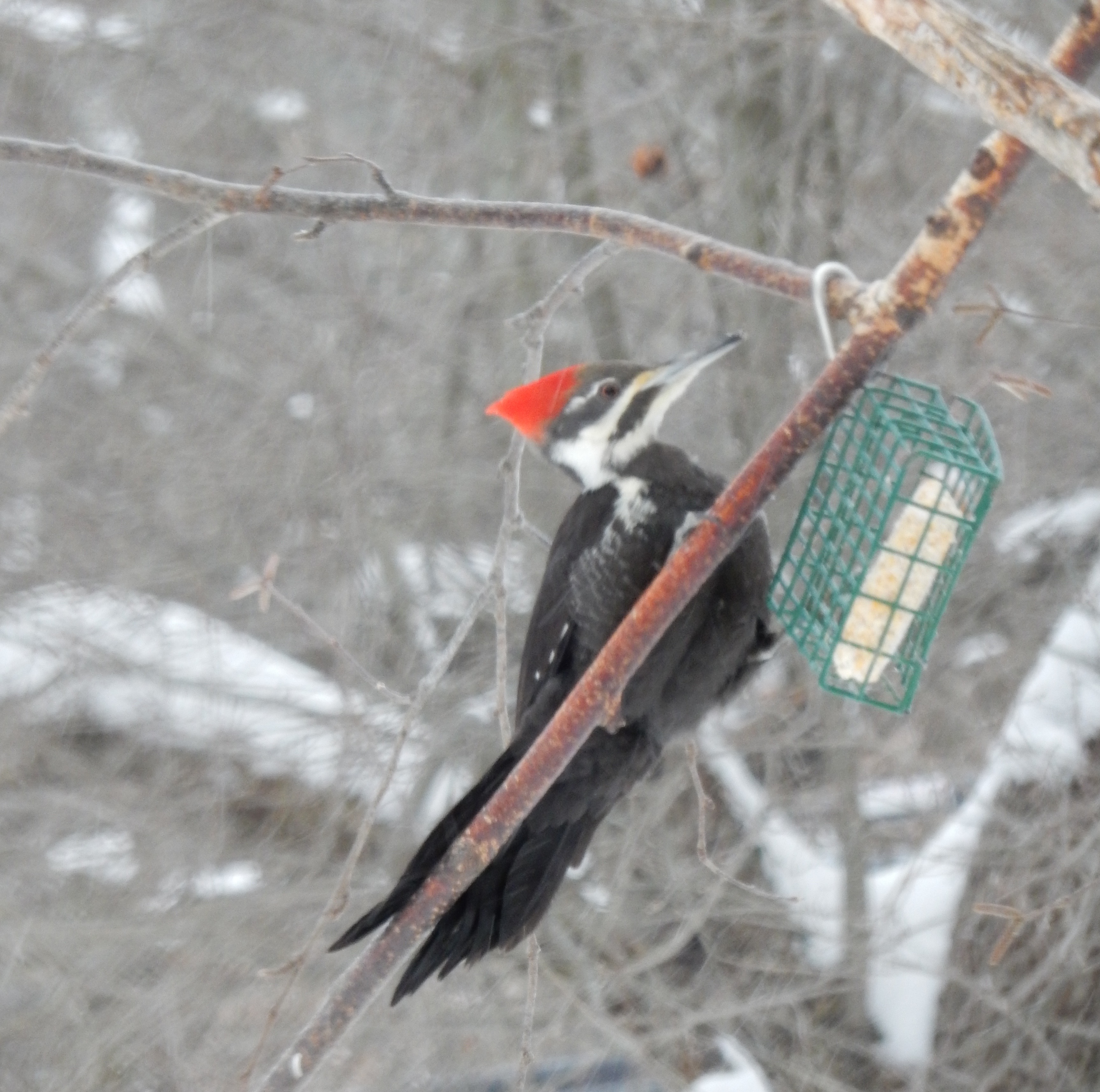 The Distraction of Birds | Nix the comfort zone