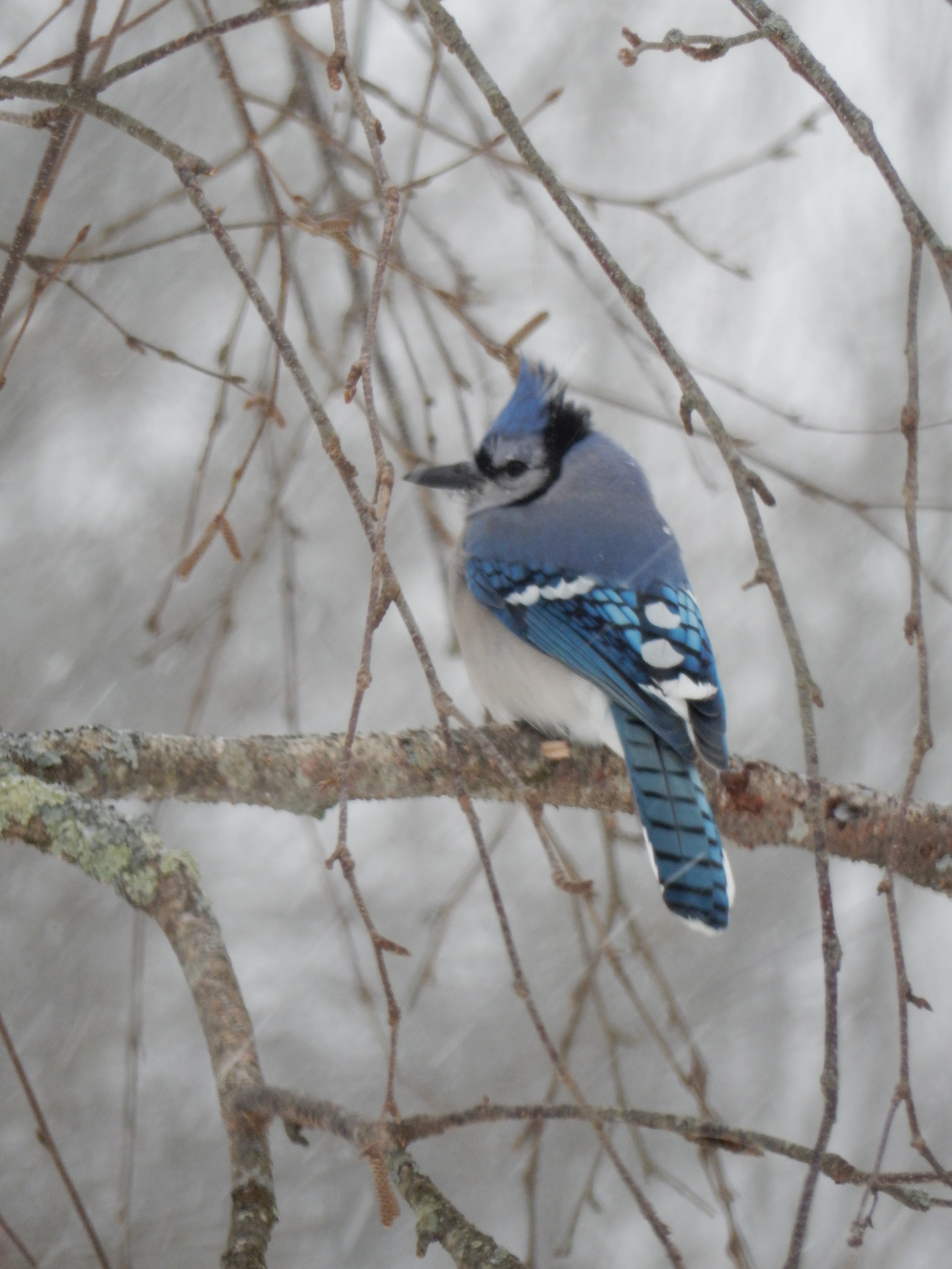 The Distraction of Birds | Nix the comfort zone