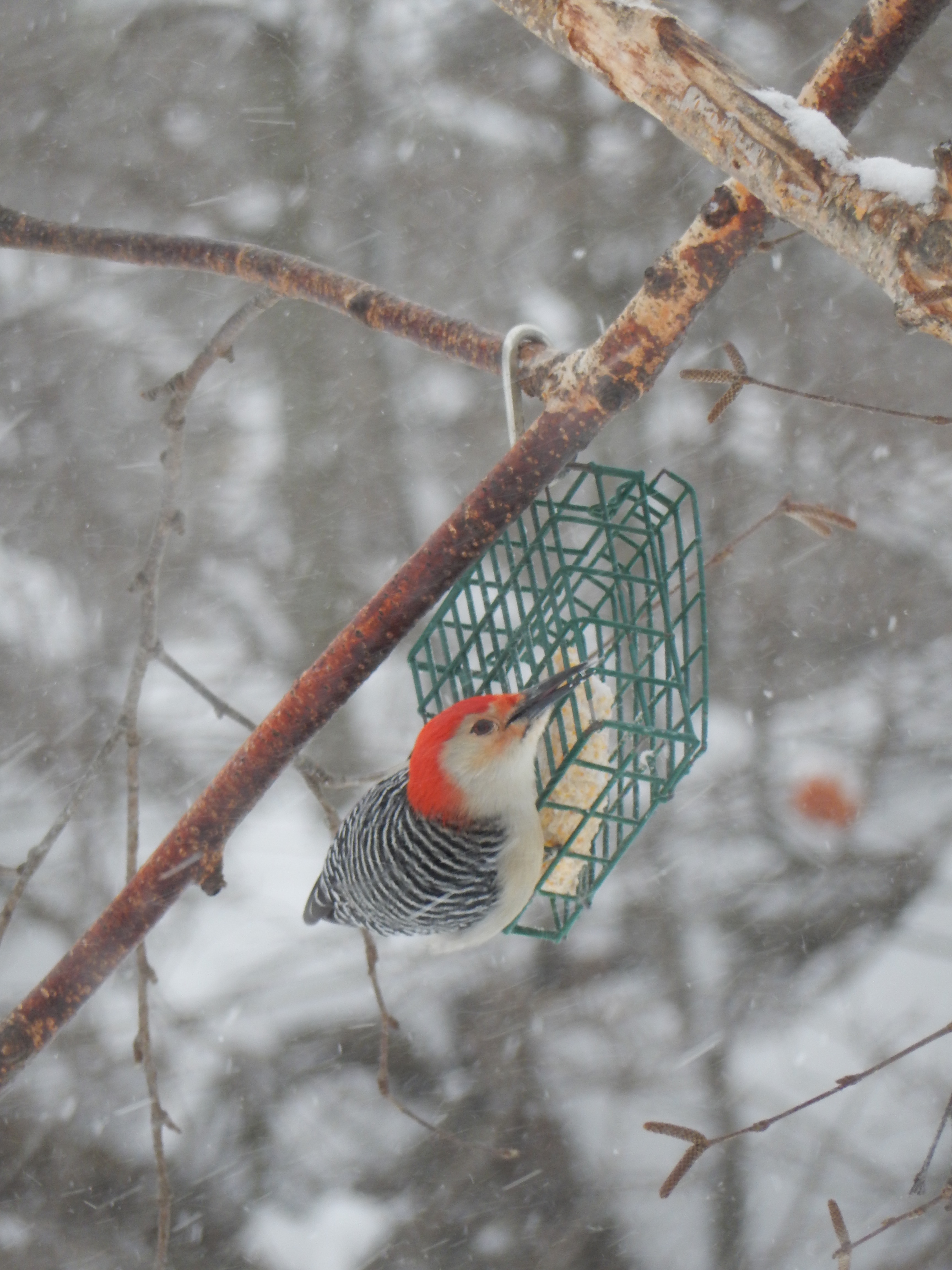 The Distraction of Birds | Nix the comfort zone