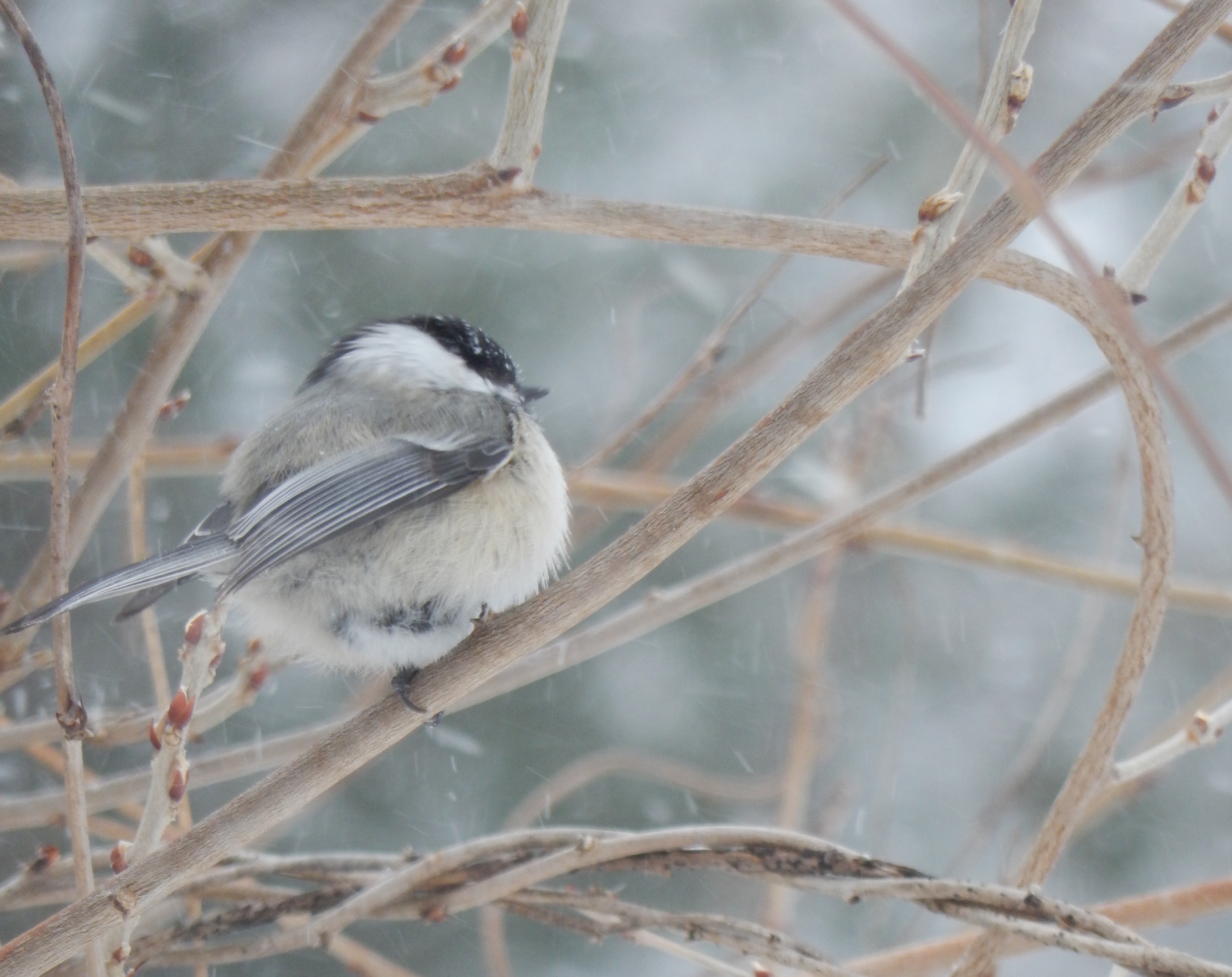 The Distraction of Birds | Nix the comfort zone